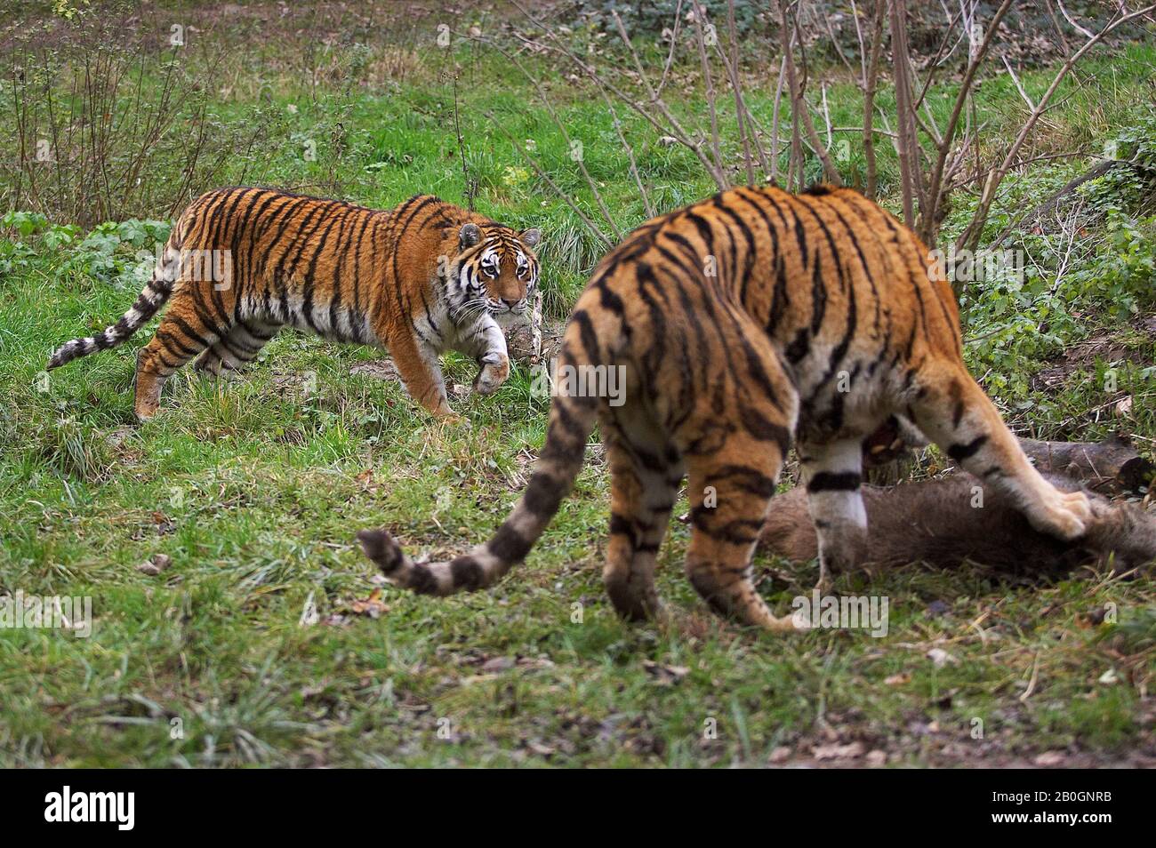 Tiger Vs Wild Boar