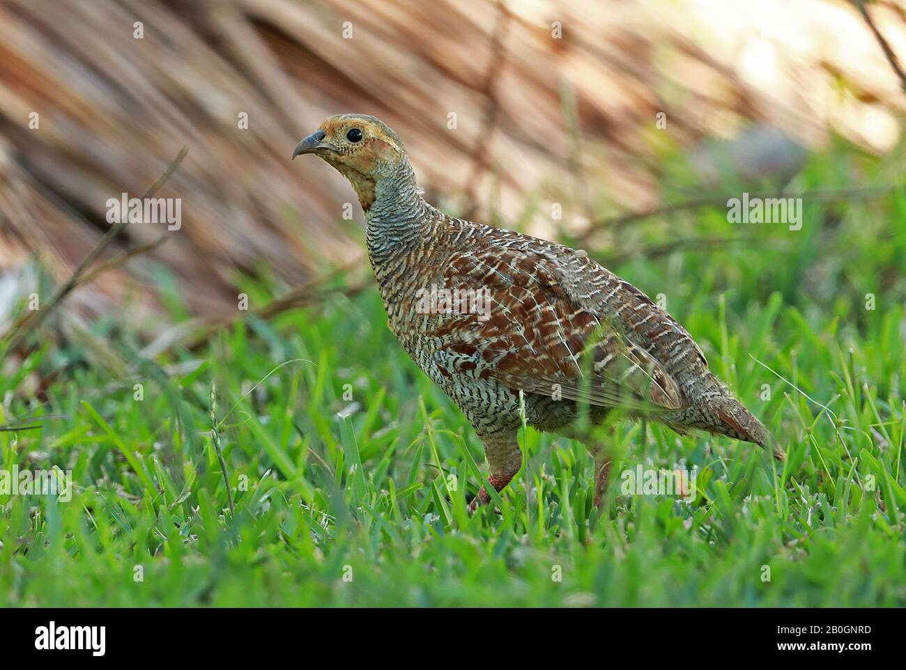 Grey Francolin (Francolinus pondicerianus interpositus) adult walking ...
