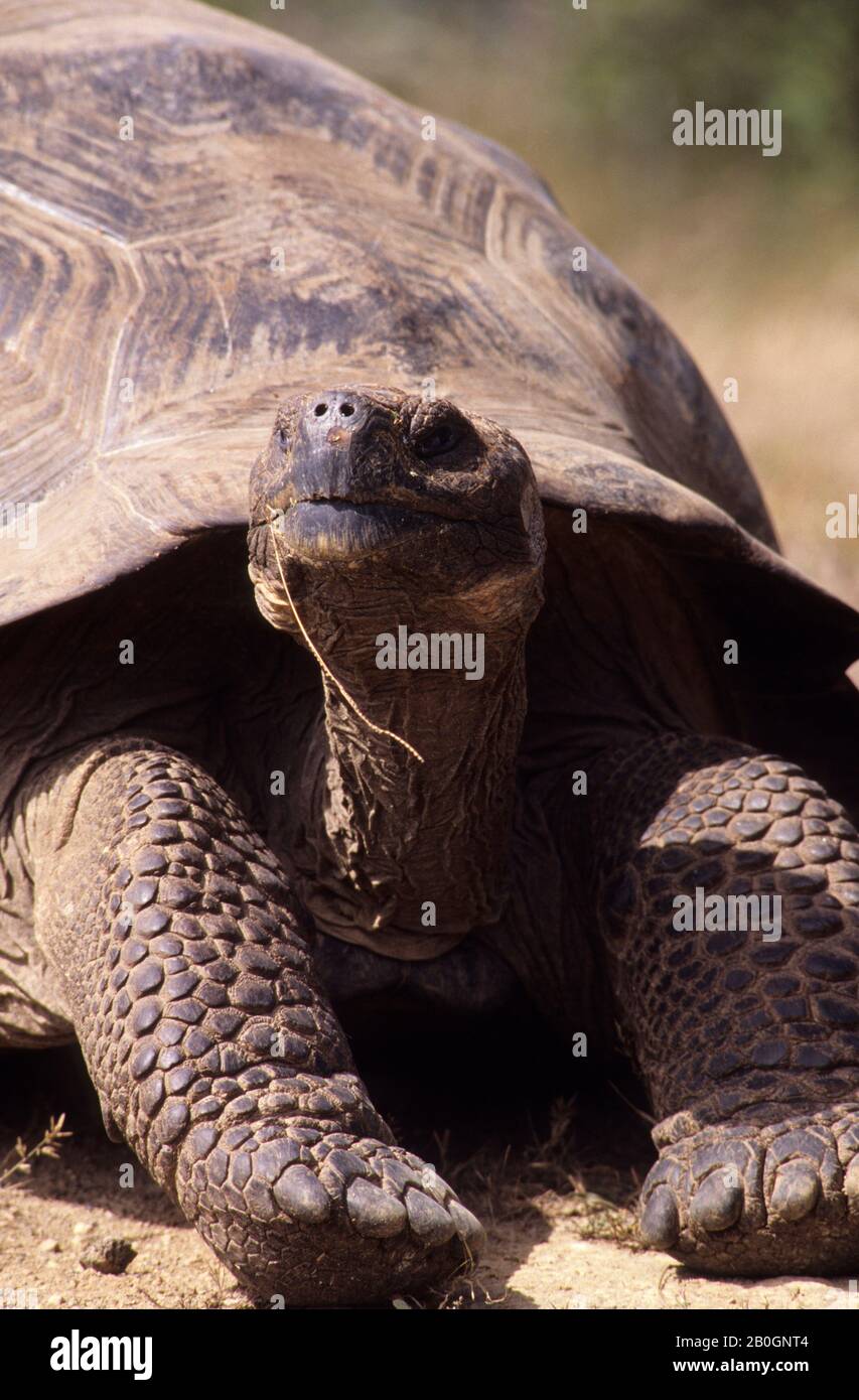 ECUADOR,GALAPAGOS ISLANDS, ISABELA ISLAND, ALCEDO VOLCANO, GALAPAGOS ...