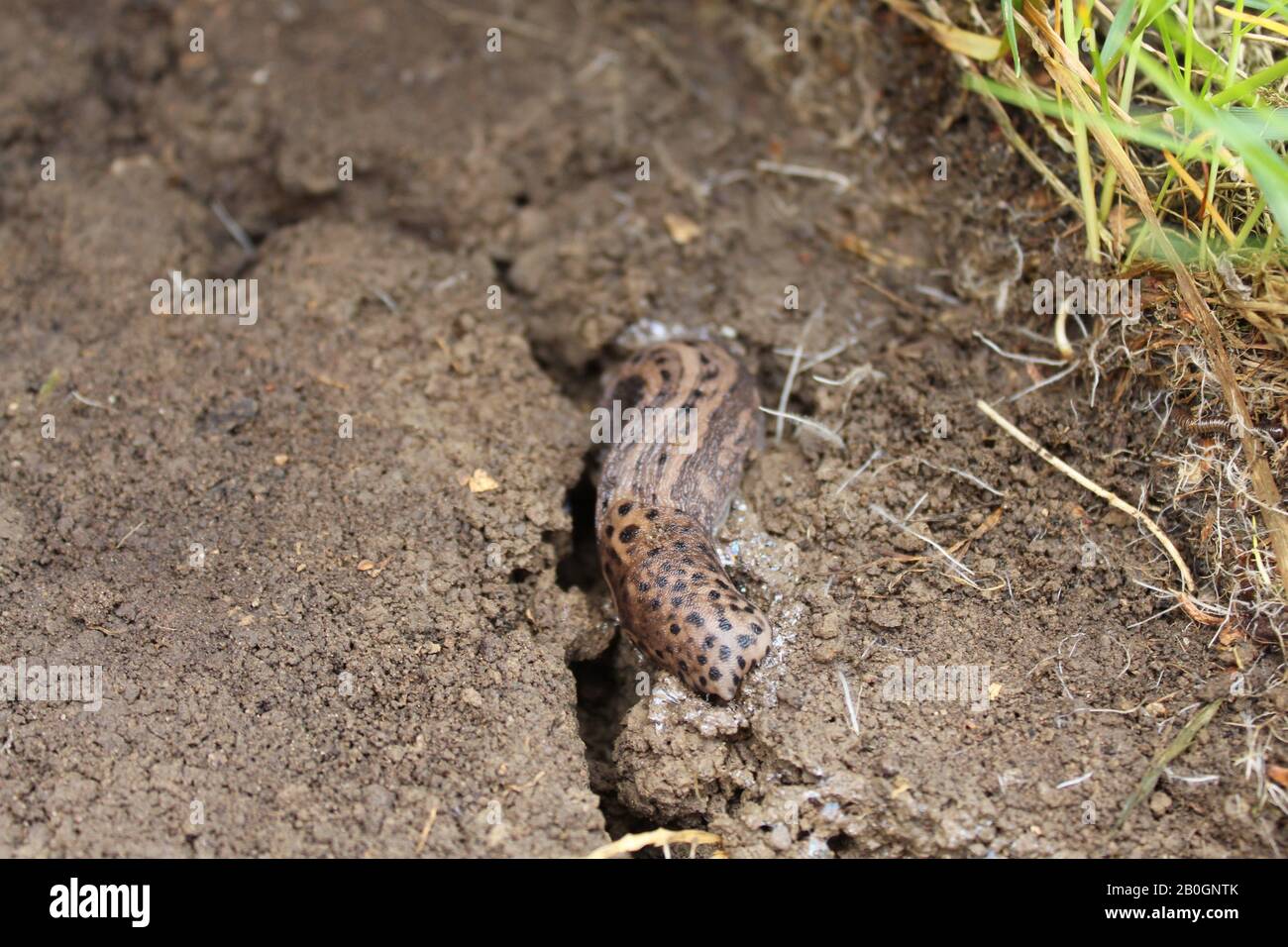 The picture shows a tiger slug in the garden Stock Photo - Alamy