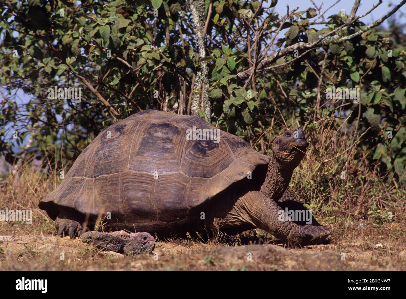 ECUADOR,GALAPAGOS ISLANDS, ISABELA ISLAND, ALCEDO VOLCANO, GALAPAGOS ...