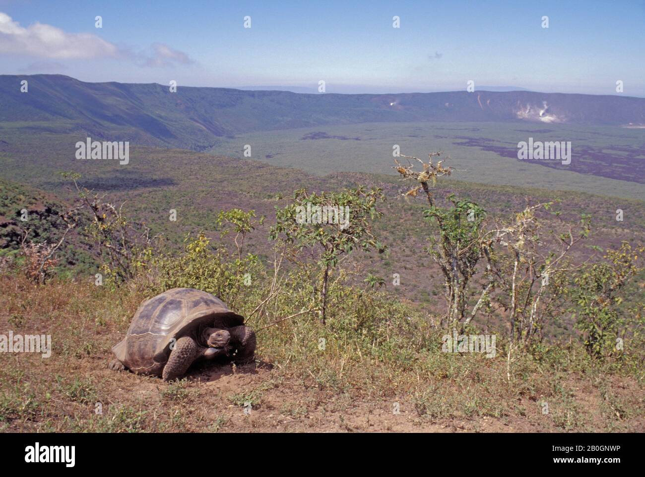 ECUADOR,GALAPAGOS ISLANDS, ISABELA ISLAND, ALCEDO VOLCANO, GALAPAGOS ...