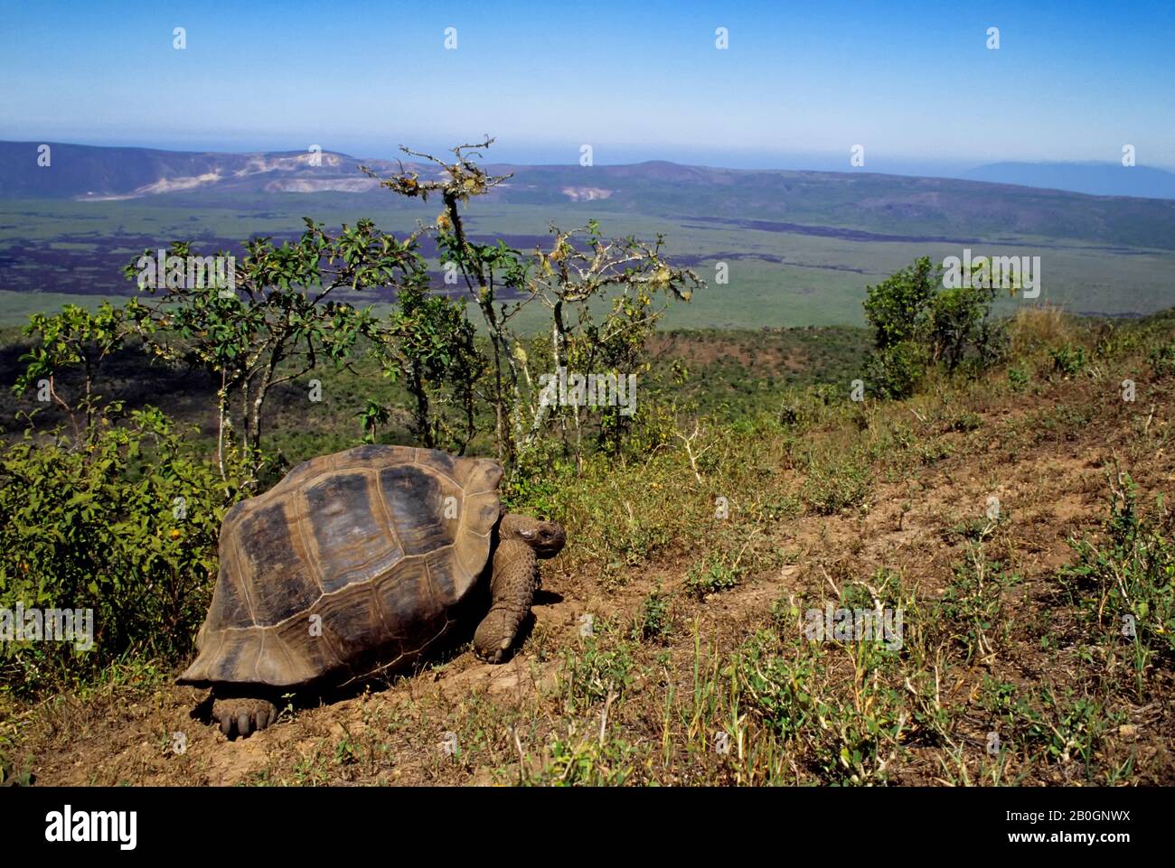 ECUADOR,GALAPAGOS ISLANDS, ISABELA ISLAND, ALCEDO VOLCANO, GALAPAGOS ...