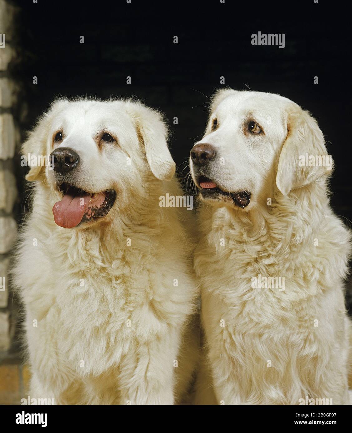 Polish Tatra Sheepdog, Male and Female Dog Stock Photo - Alamy