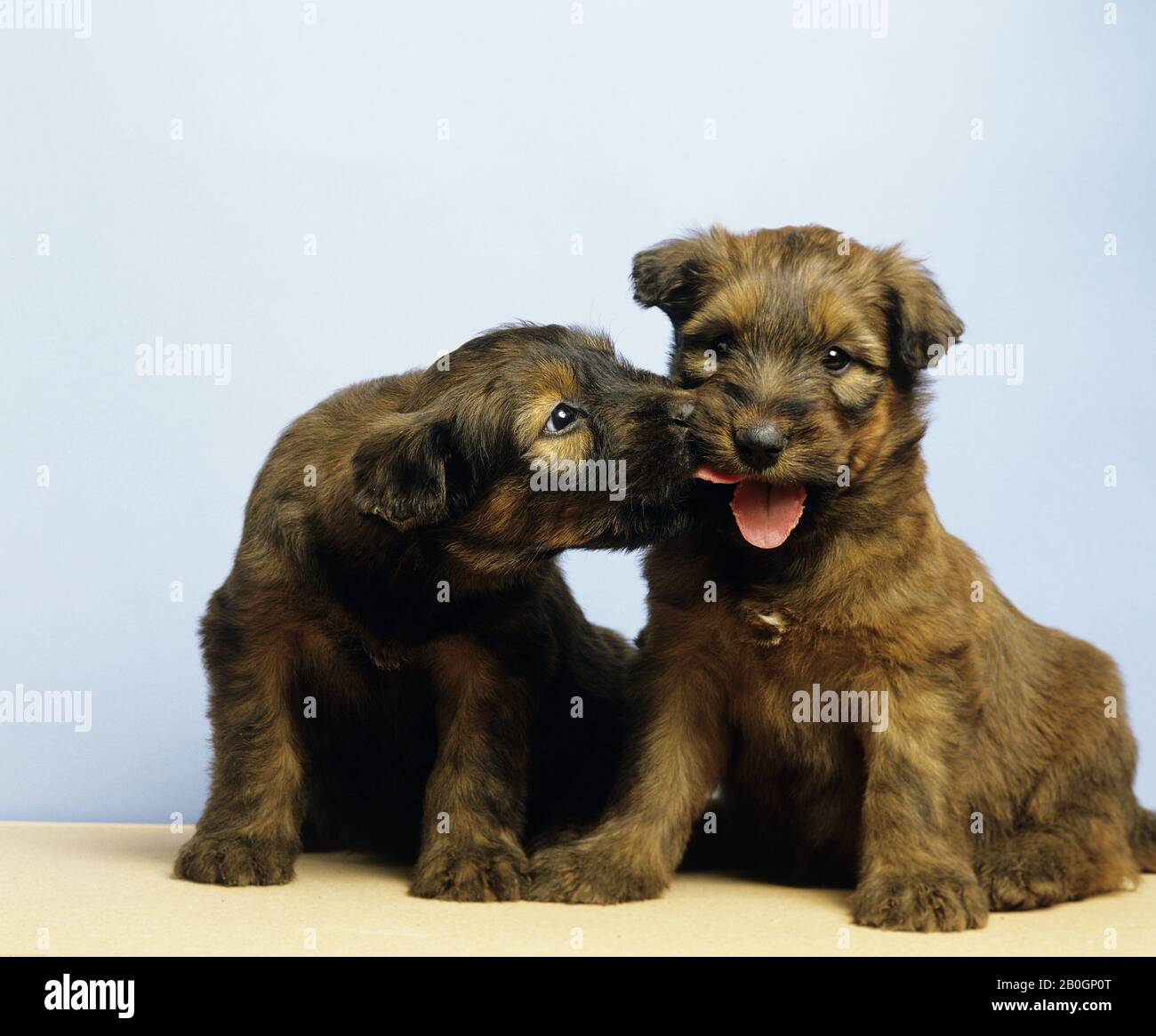 Briard puppy hi-res stock photography and images - Alamy