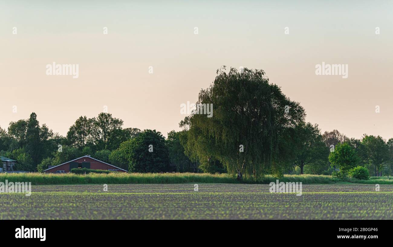 Farmland with trees in evening sunlight in spring Stock Photo - Alamy