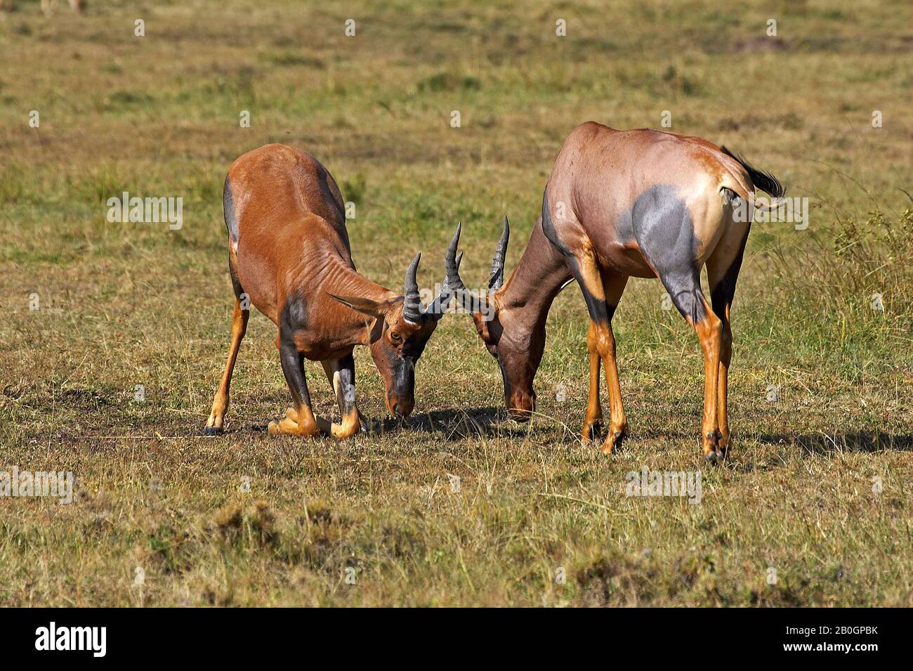 Two male topis hi-res stock photography and images - Alamy