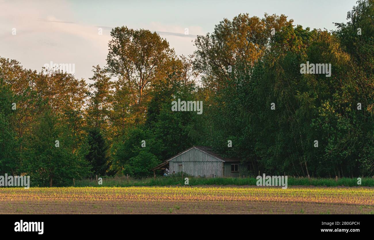 Old wooden barn with trees in countryside in evening sunlight in spring ...