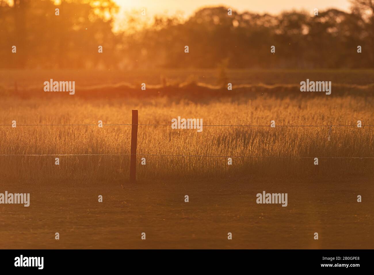 Fence post in tall grass in backlight of evening sun in spring Stock ...