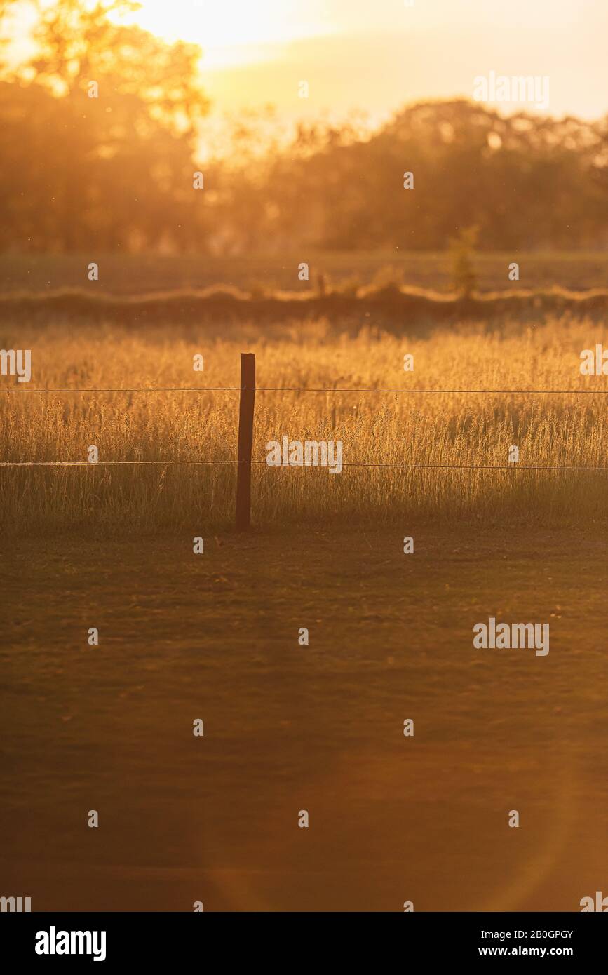 Fence post in tall grass in backlight of evening sun in spring Stock ...