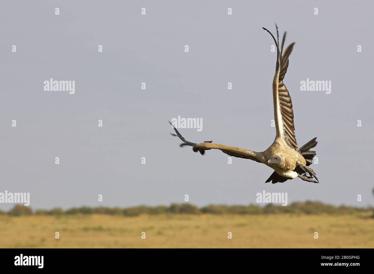AFRICAN WHITE BACKED VULTURE gyps africanus IN MASAI MARA NP IN KENYA ...