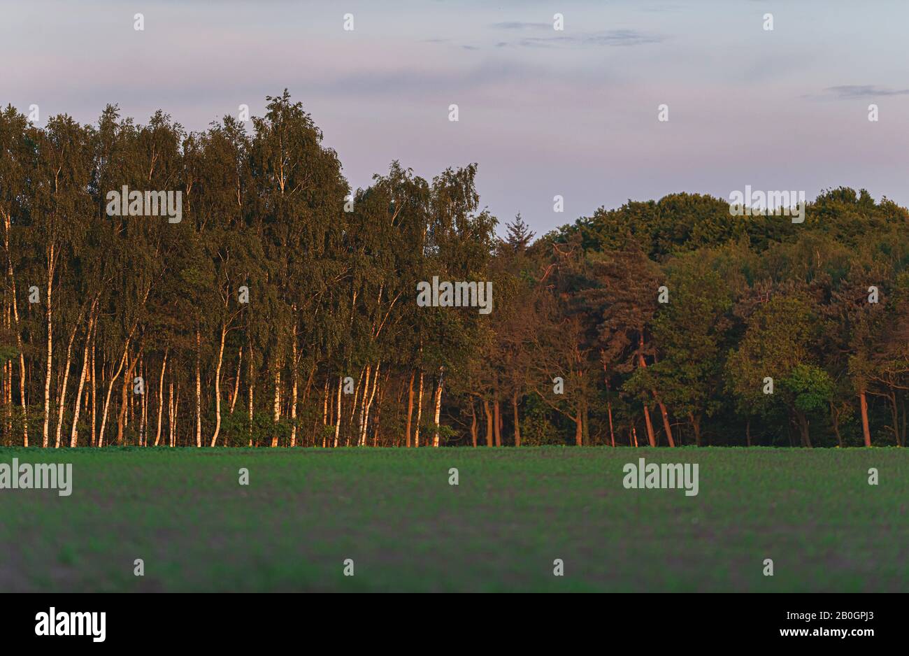 Farmland with forest edge in evening sunlight in spring Stock Photo - Alamy