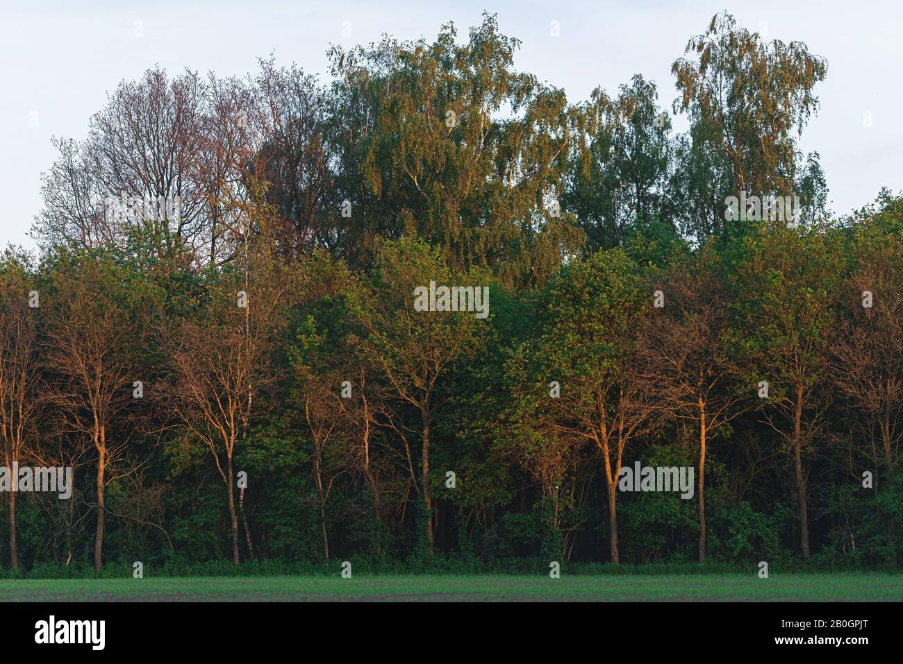 Farmland with forest edge in evening sunlight in spring Stock Photo - Alamy