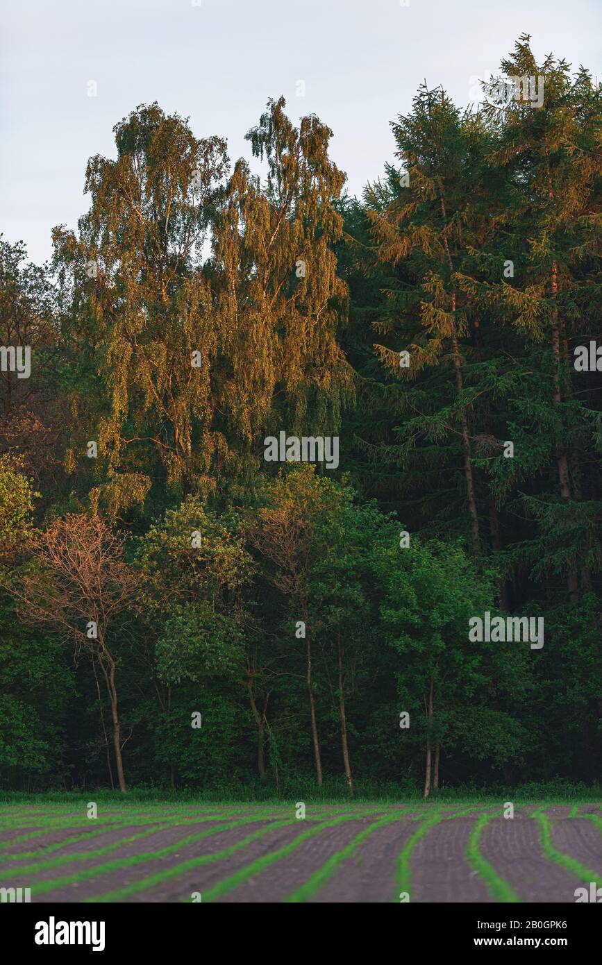 Farmland with forest edge in evening sunlight in spring Stock Photo - Alamy