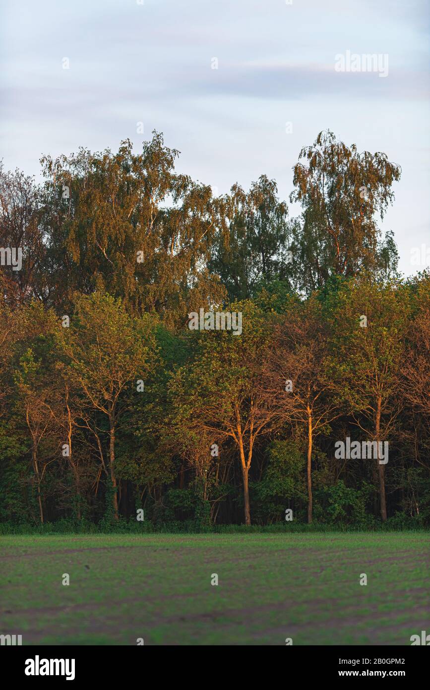 Farmland with forest edge in evening sunlight in spring Stock Photo - Alamy
