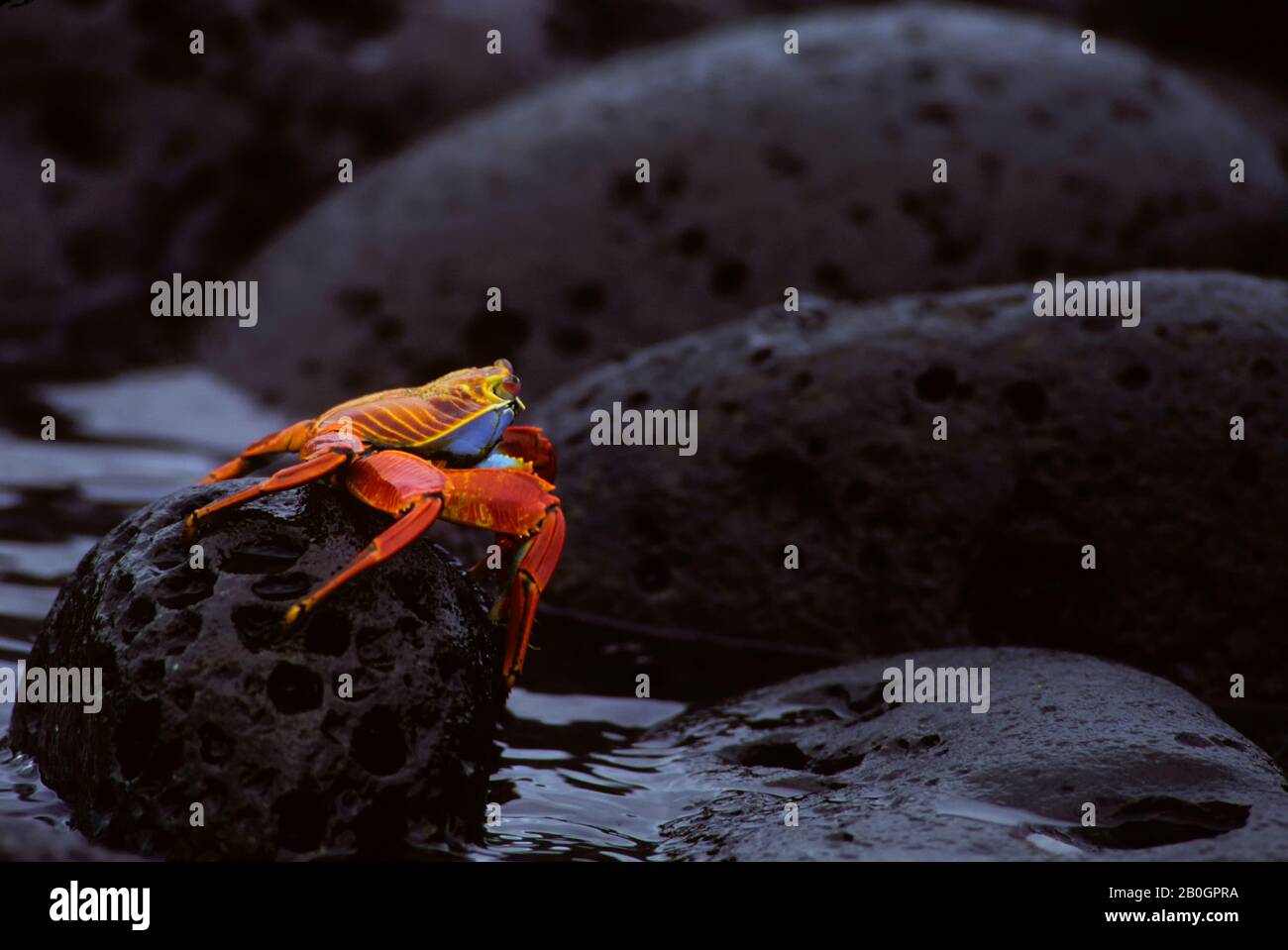 ECUADOR, GALAPAGOS ISLAND, JAMES ISLAND, SALLY-LIGHTFOOT CRAB (Grapsus ...