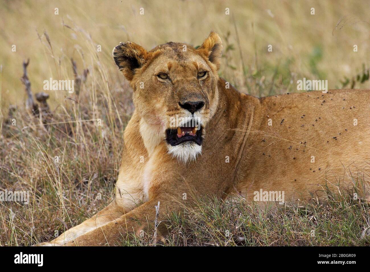 African Lion, panthera leo, Female, Masai Mara Park in Kenya Stock ...