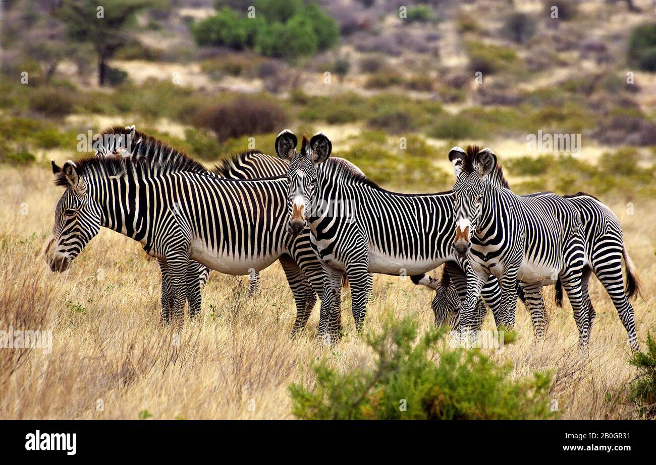 Group grevys zebra equus grevyi hi-res stock photography and images - Alamy