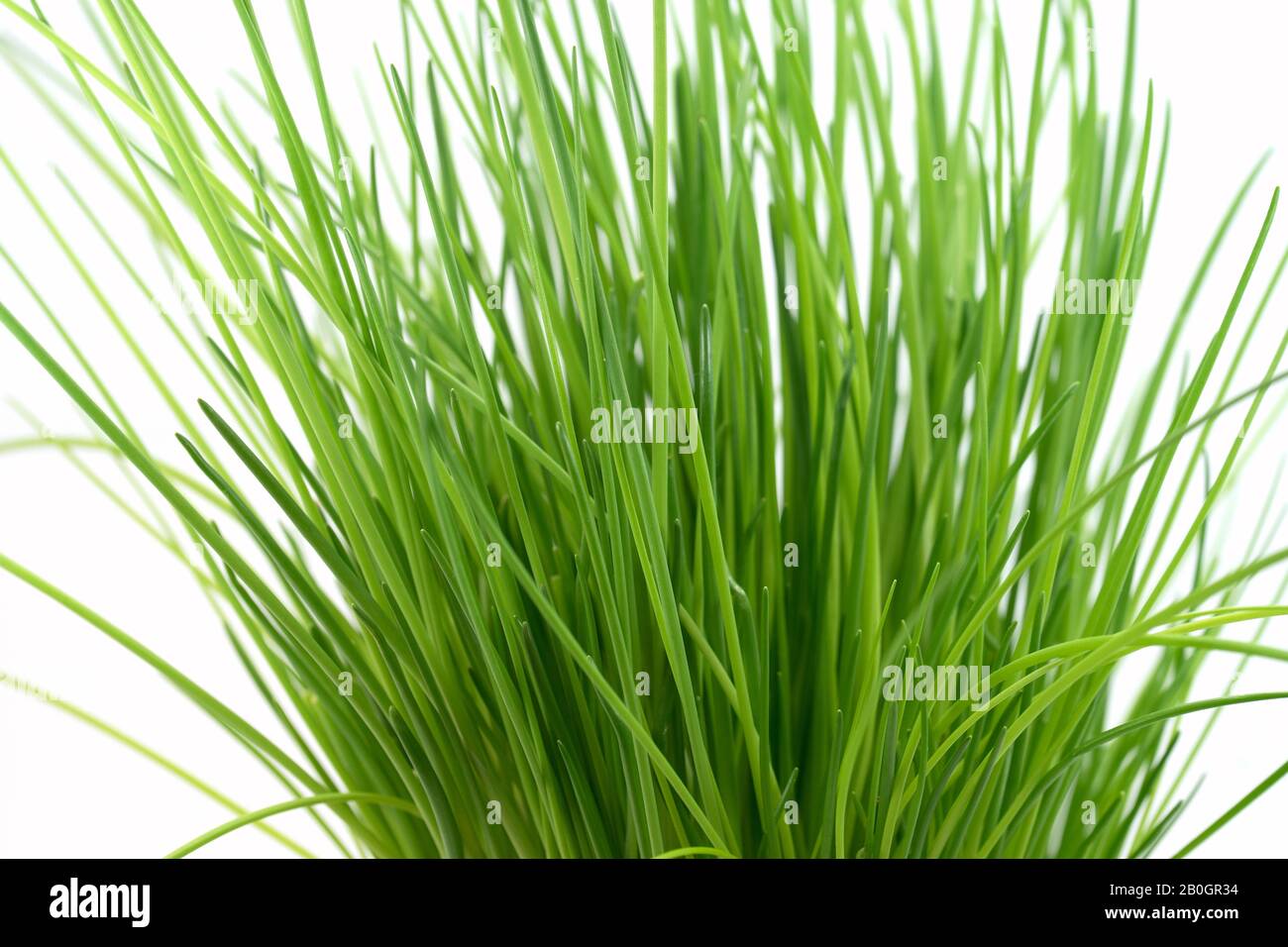 Chives white hi-res stock photography and images - Alamy
