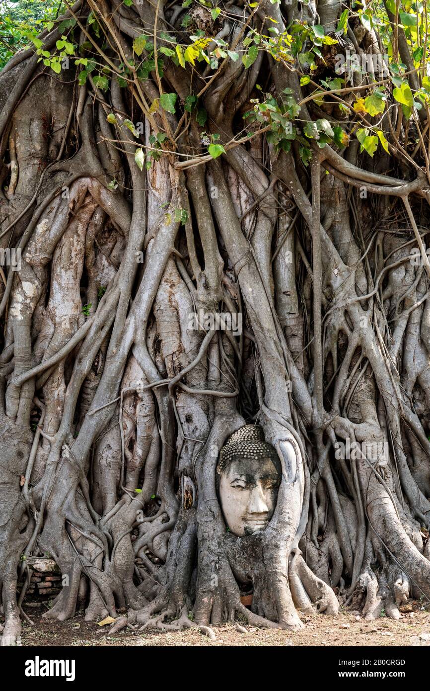 Buddha head in tree Stock Photo - Alamy