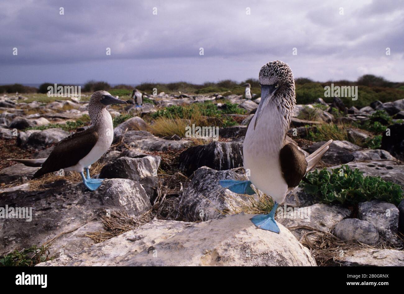 Colony of blue footed boobies hi-res stock photography and images - Alamy