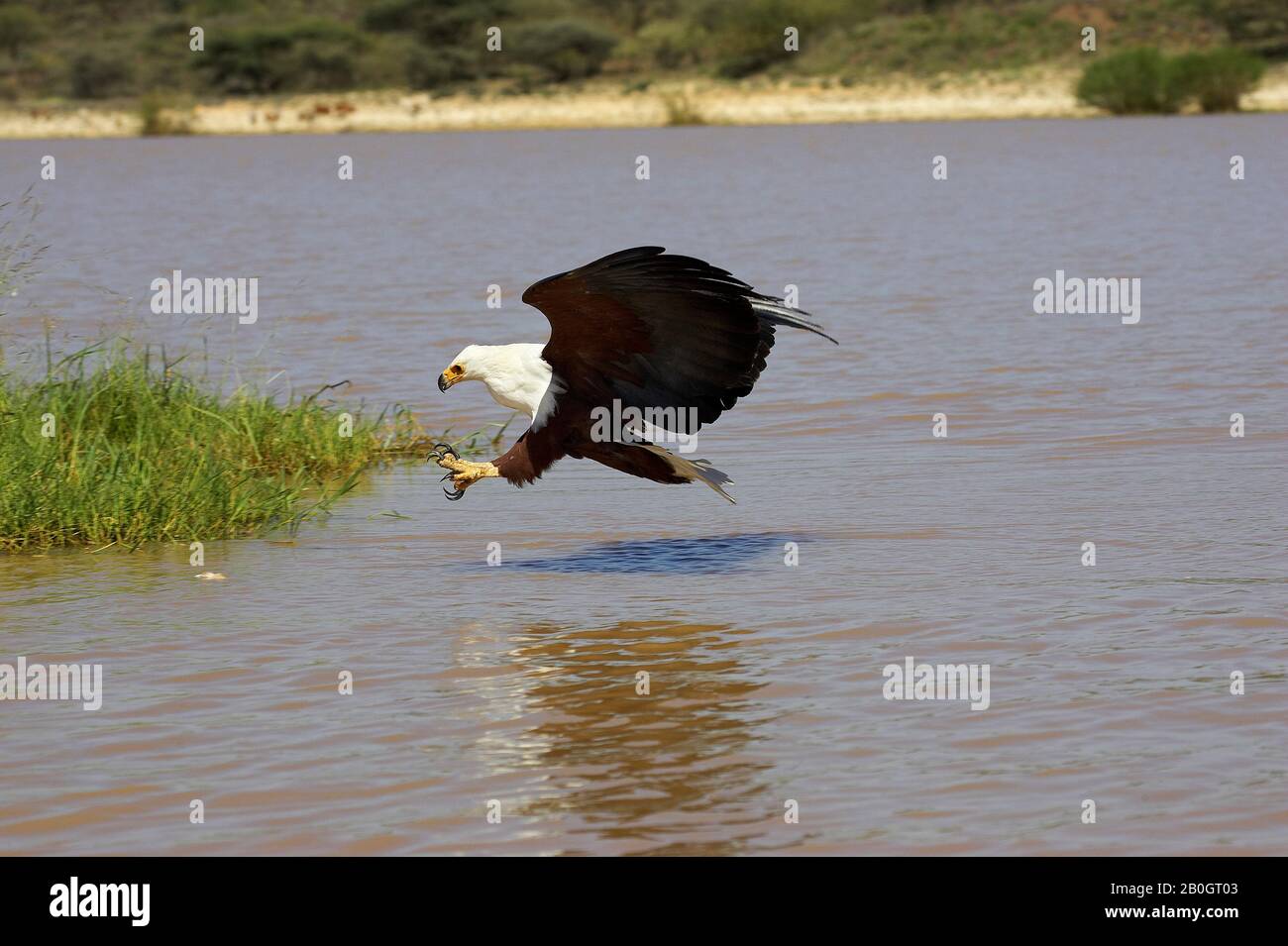 African Fish-Eagle, haliaeetus vocifer, Adult in Flight, Catching Fish ...