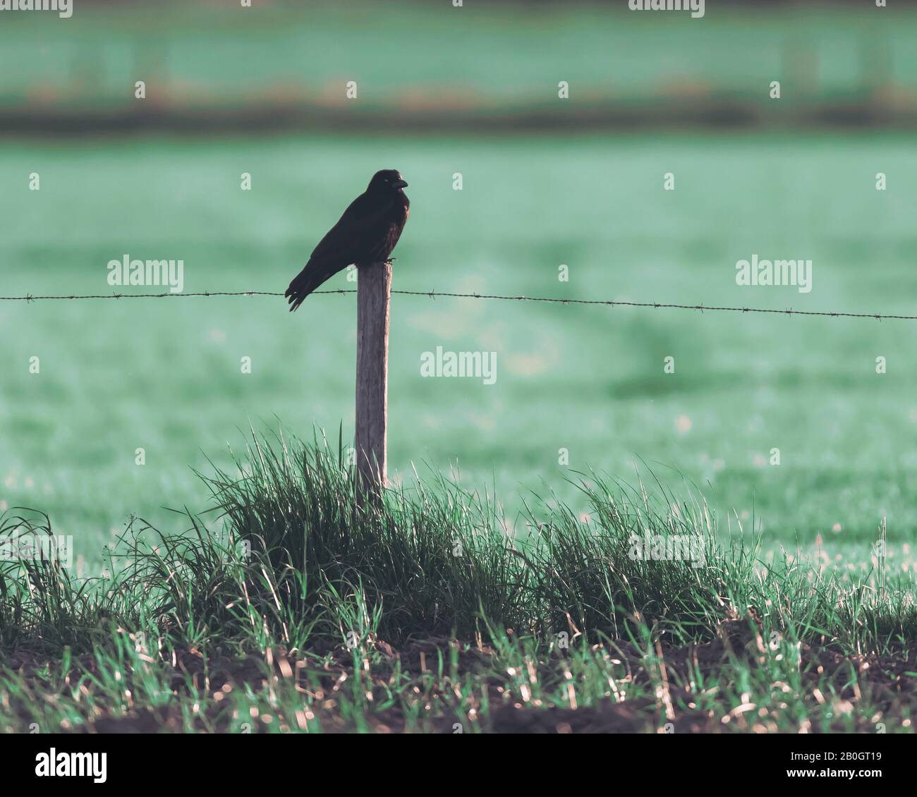 Crow sits on wooden pole of barbed wire fence Stock Photo - Alamy