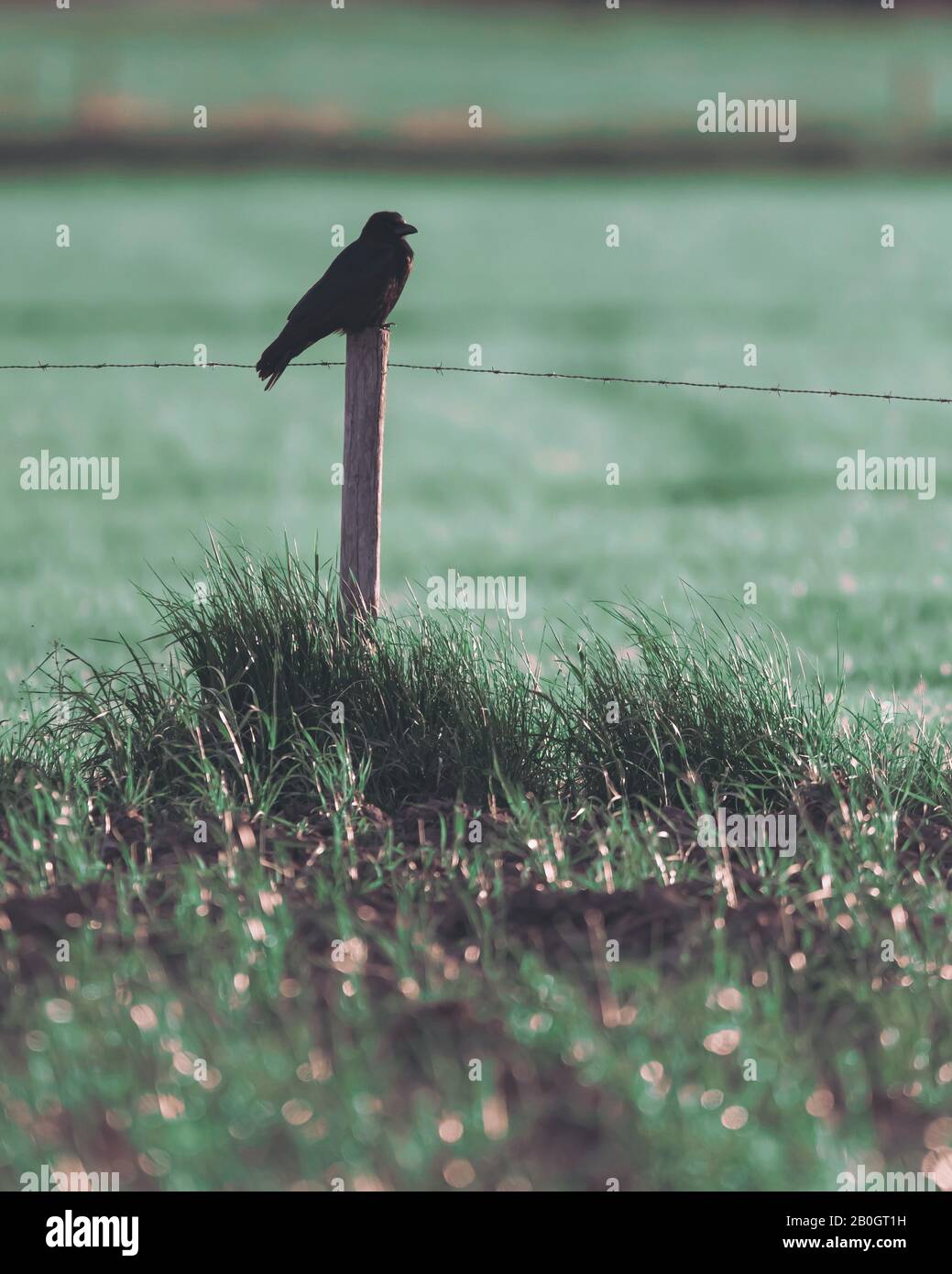 Crow sits on wooden pole of barbed wire fence Stock Photo - Alamy