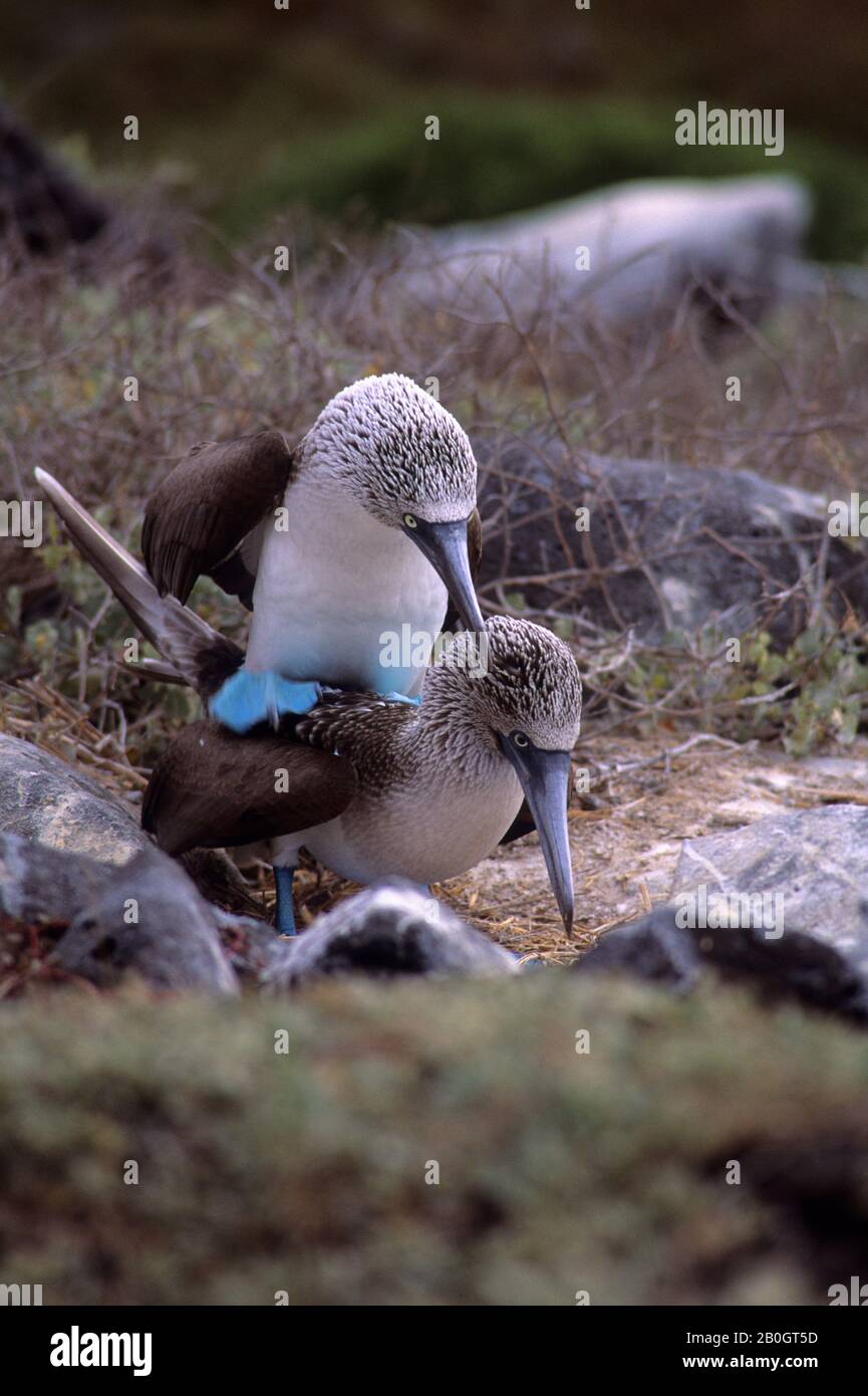 ECUADOR, GALAPAGOS ISLANDS, HOOD ISLAND (ESPANOLA ISLAND), BLUE-FOOTED ...