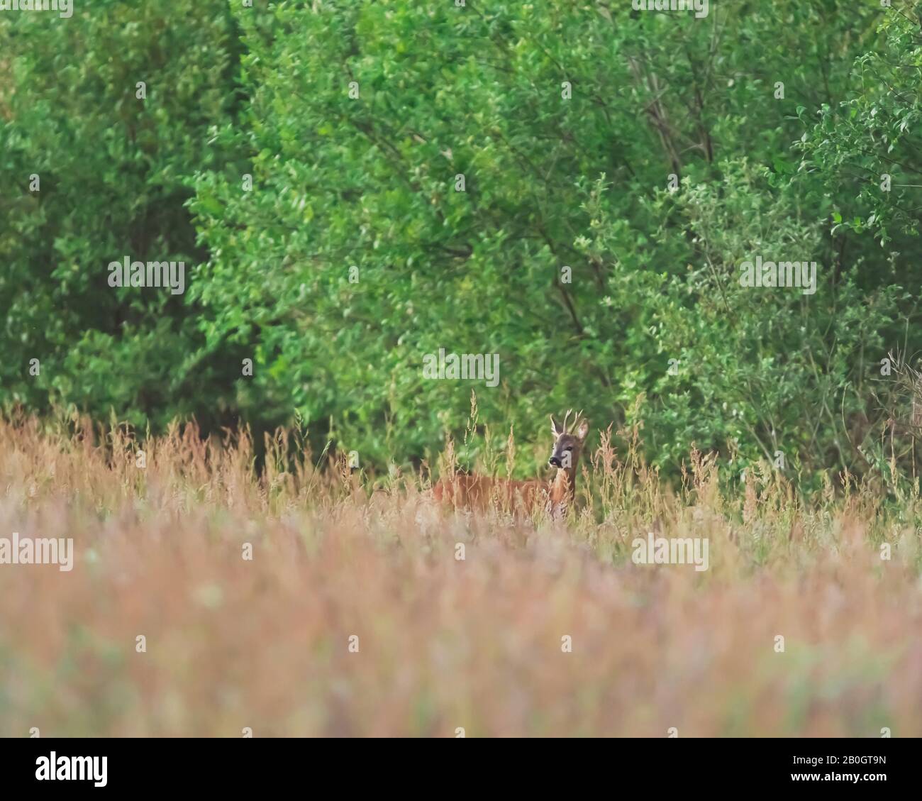 Young roebuck between tall grass in bushy area Stock Photo - Alamy