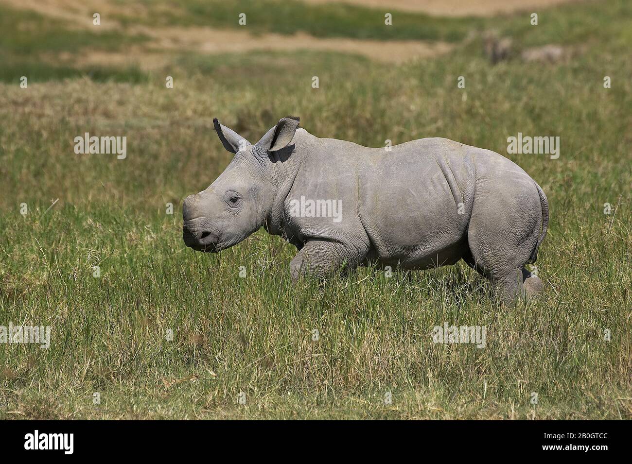 WHITE RHINOCEROS ceratotherium simum AT NAKURU PARK IN KENYA Stock ...