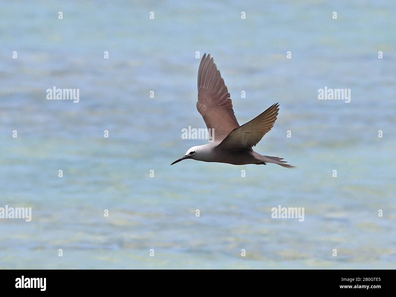 Lesser Noddy (Anous tenuirostris) adult in flight over the sea Ile aux ...
