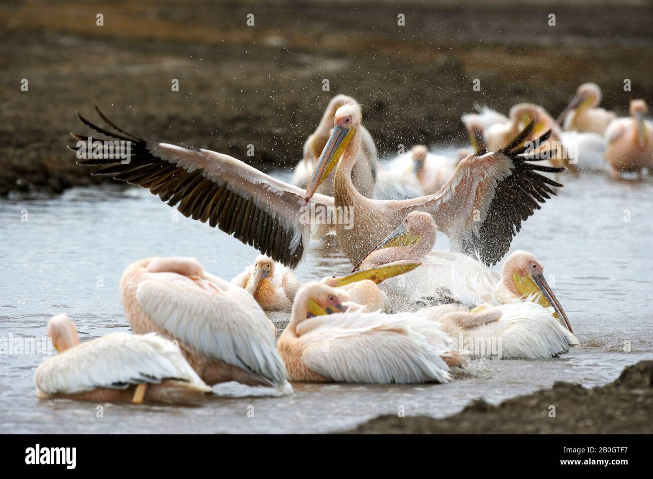 GREAT WHITE PELICAN pelecanus onocrotalus IN NAKURU PARK IN KENYA Stock ...
