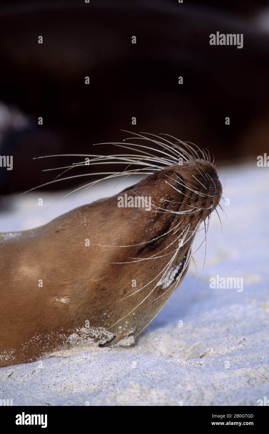 ECUADOR, GALAPAGOS ISLANDS, HOOD ISLAND (ESPANOLA ISLAND), GARDNER BAY ...