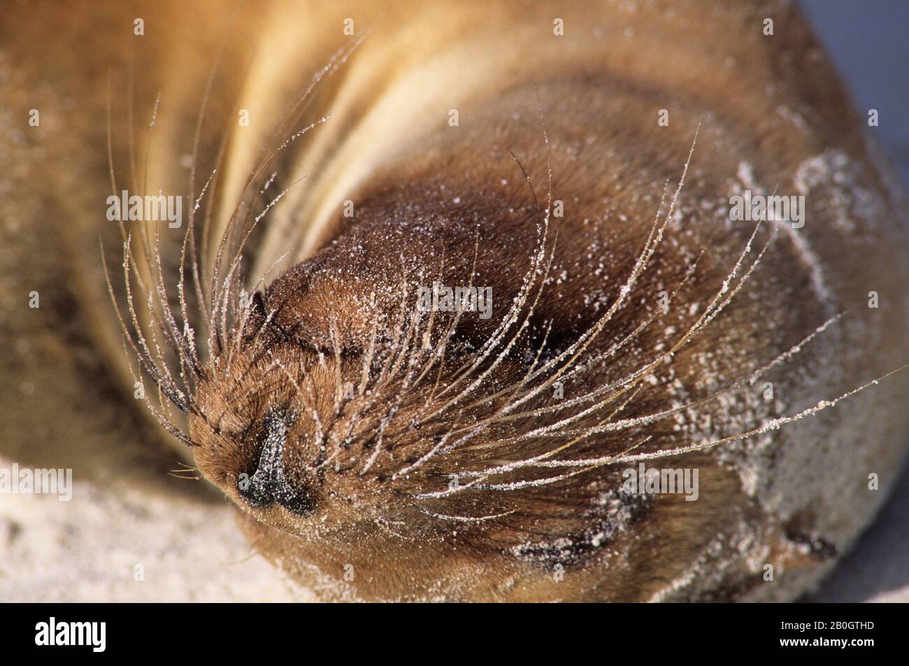 ECUADOR, GALAPAGOS ISLANDS, HOOD ISLAND (ESPANOLA ISLAND), GARDNER BAY ...