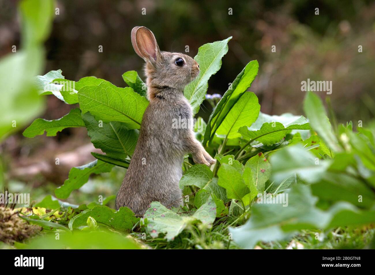 Young European Rabbit, oryctolagus cuniculus, Normandy Stock Photo - Alamy