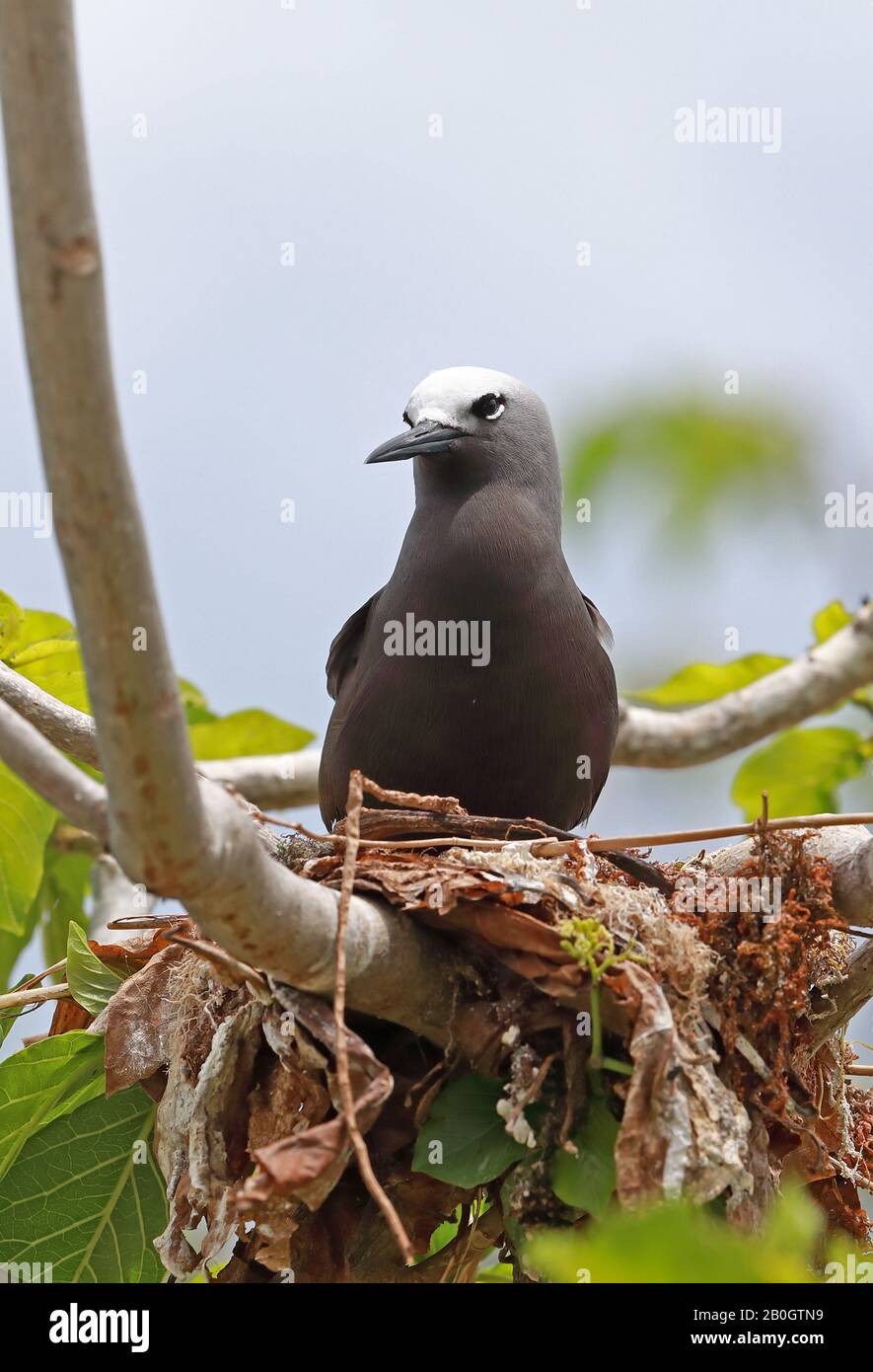 Lesser Noddy (Anous tenuirostris) adult standing on nest in tree Ile ...