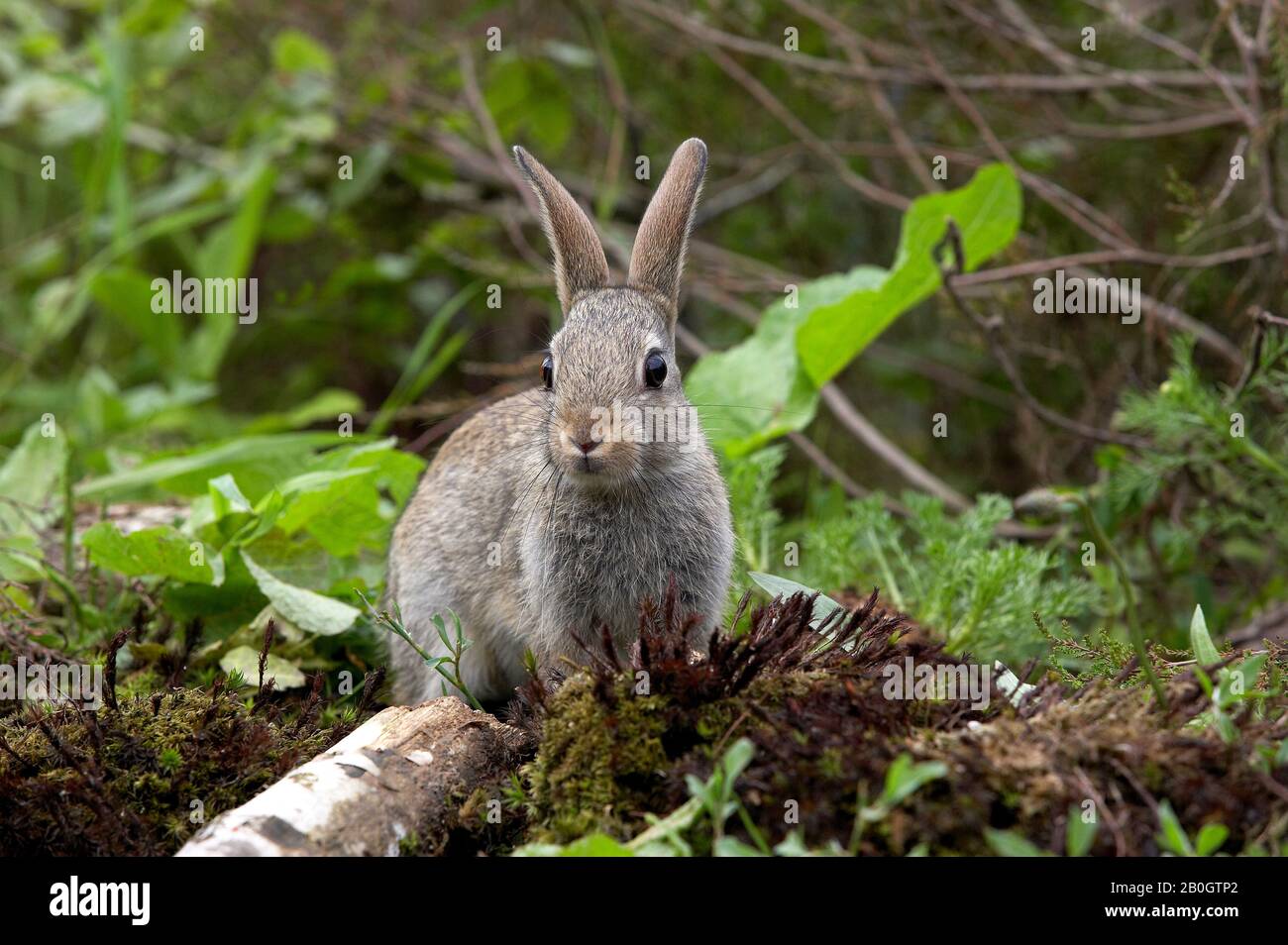Young European Rabbit, oryctolagus cuniculus, Normandy Stock Photo - Alamy