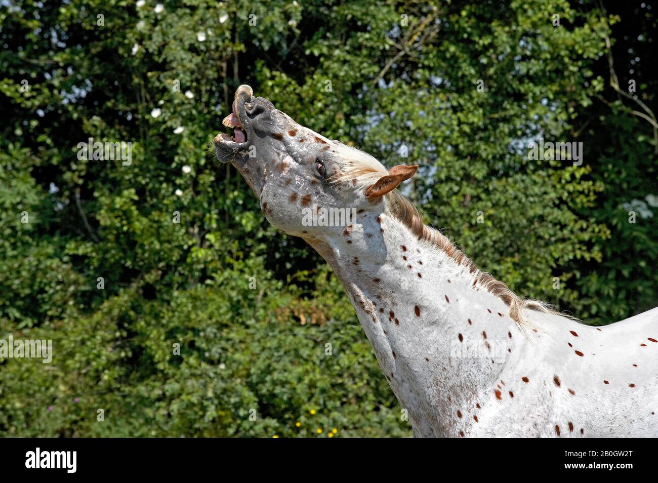 Crying horse hi-res stock photography and images - Alamy