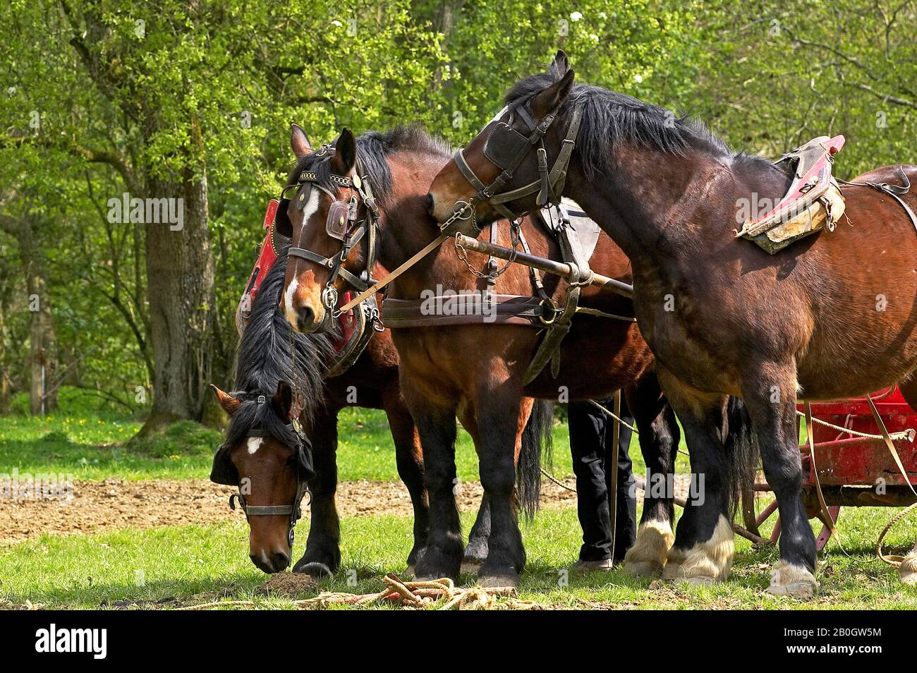 Norman cob horse hi-res stock photography and images - Alamy