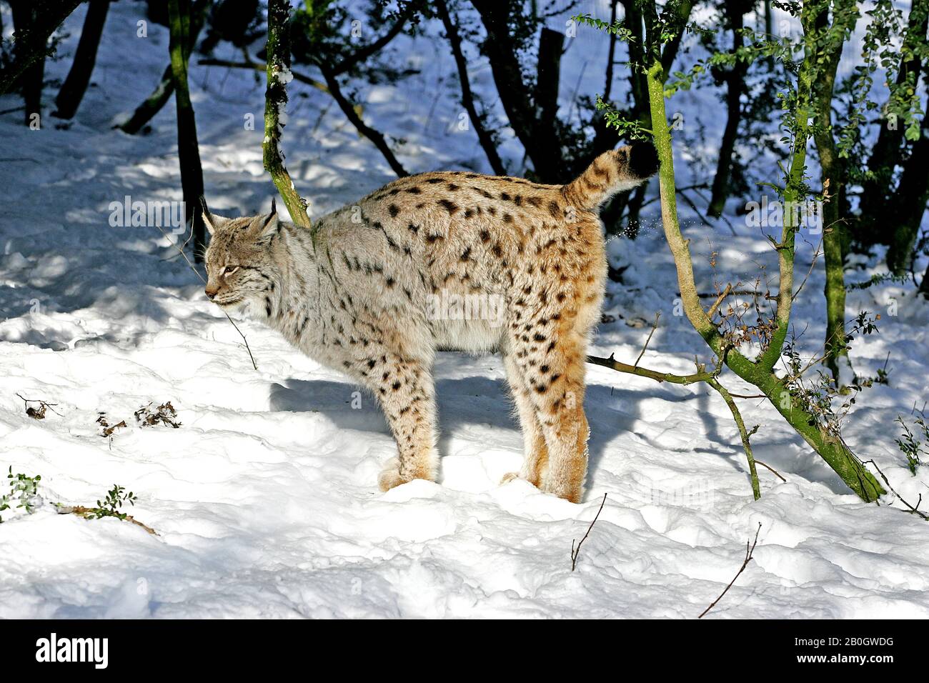 EUROPEAN LYNX felis lynx IN THE SNOW Stock Photo - Alamy