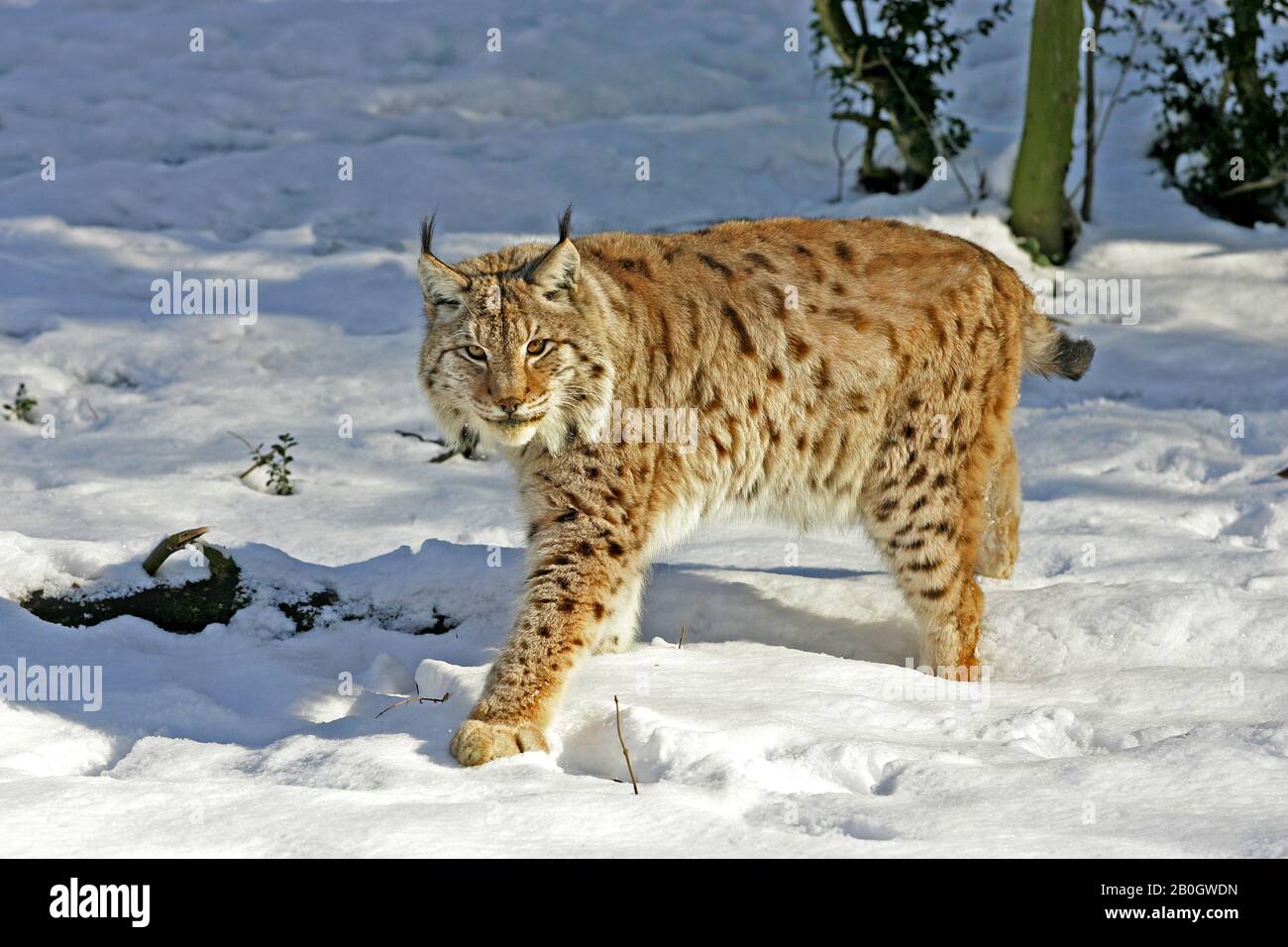 EUROPEAN LYNX felis lynx IN THE SNOW Stock Photo - Alamy