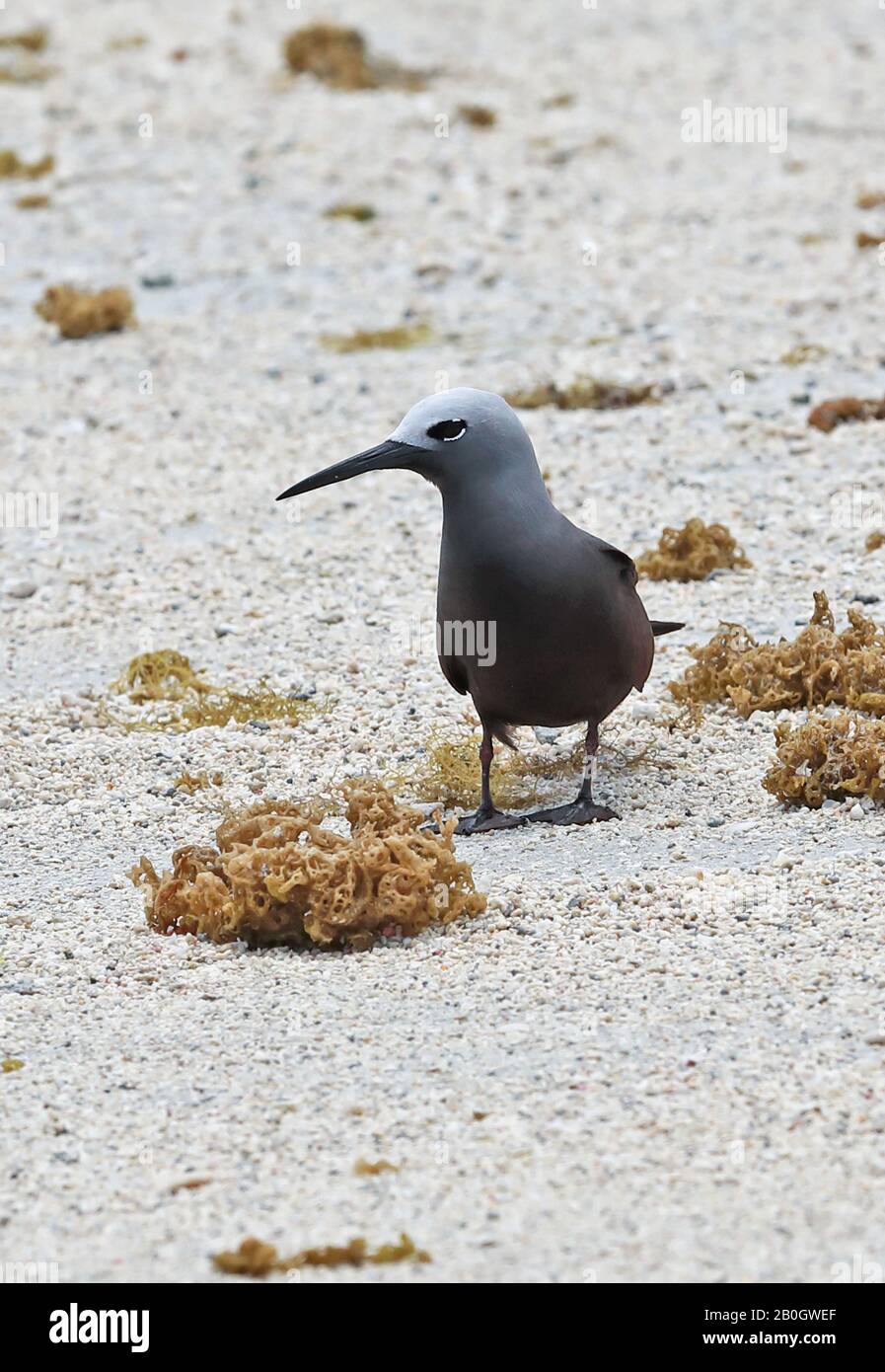 Lesser Noddy (Anous tenuirostris) adult standing on beach Ile aux Cocos ...