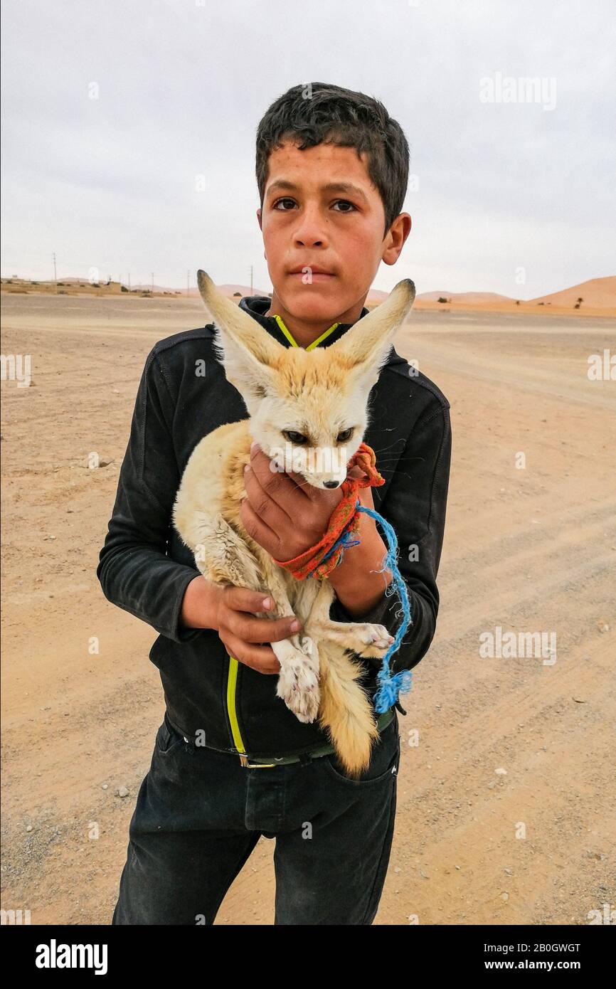 Morocco, Hassilabied, desert fox Stock Photo - Alamy