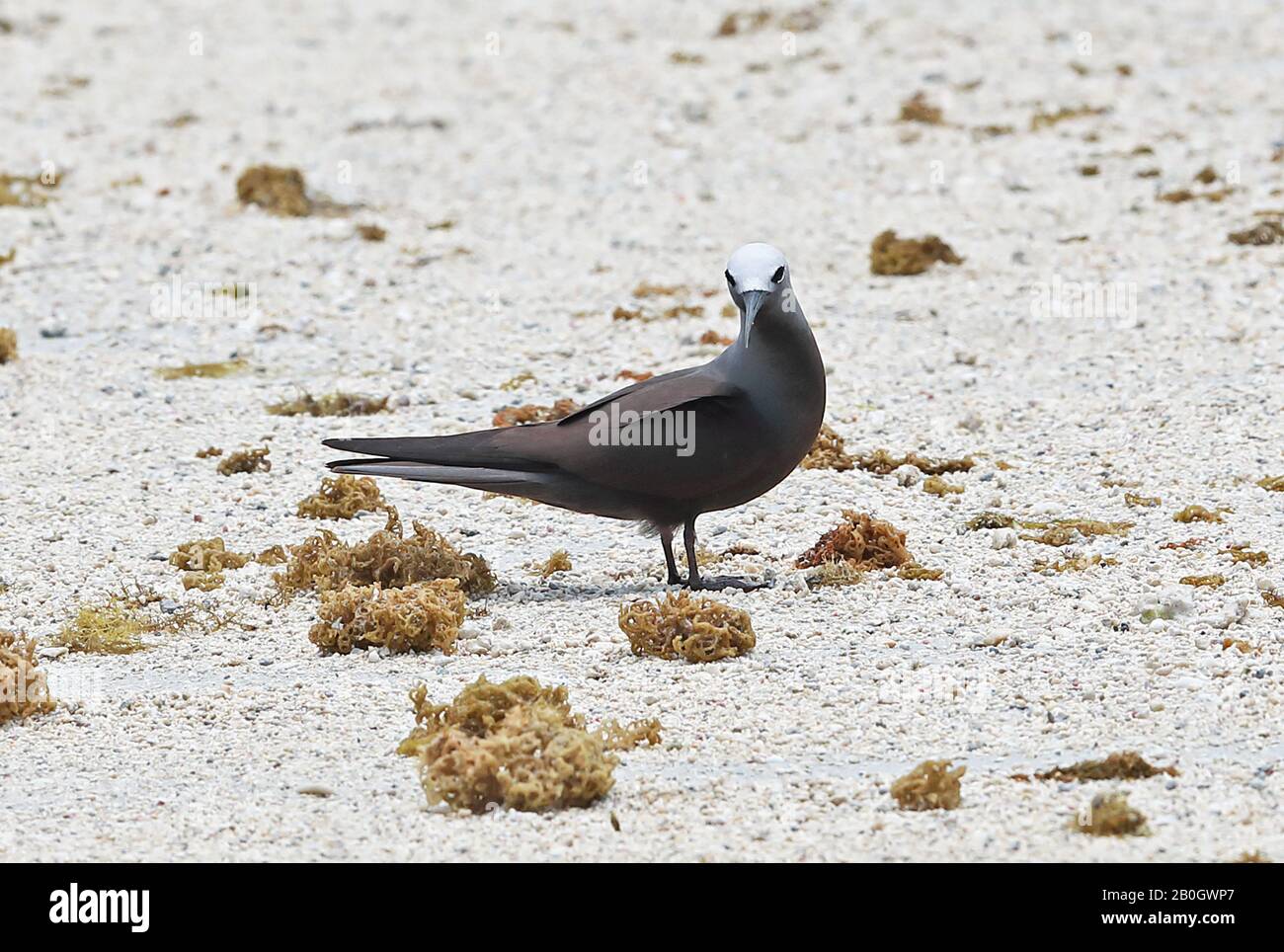 Lesser Noddy (Anous tenuirostris) adult standing on beach Ile aux Cocos ...