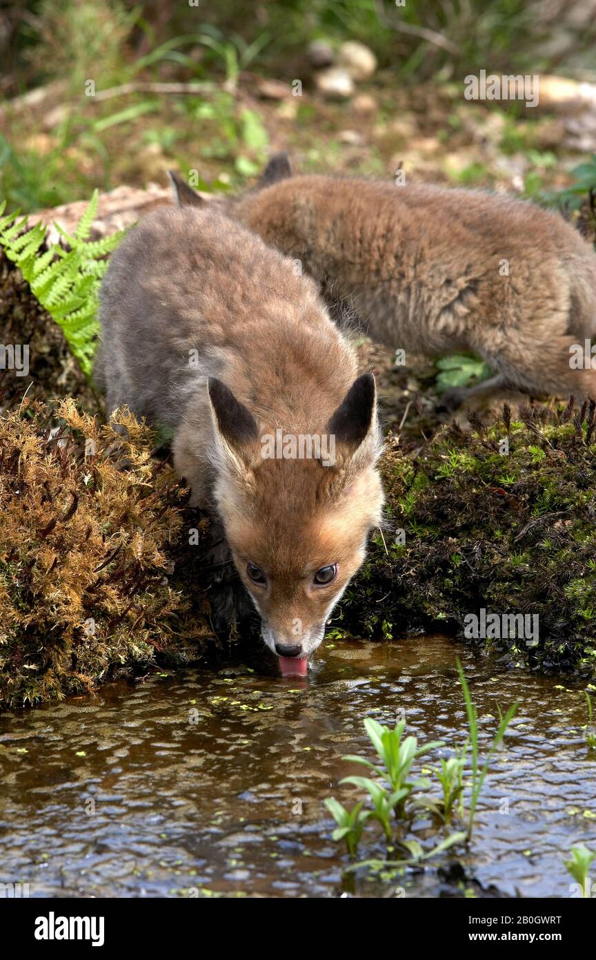 BABY RED FOX vulpes vulpes IN NORMADY Stock Photo - Alamy