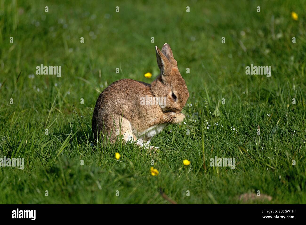 Rabbit animal cleaning hi-res stock photography and images - Alamy