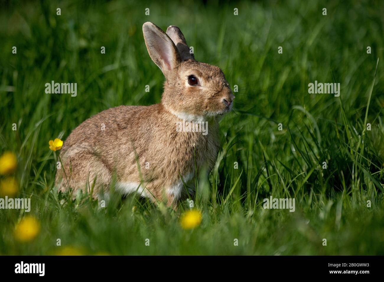 Rabbit oryctolagus cuniculus standing hi-res stock photography and ...