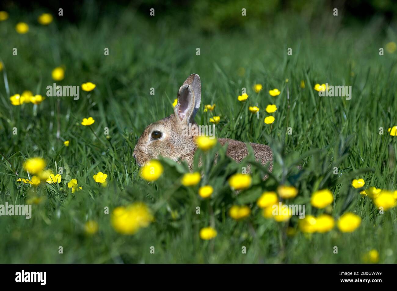 EUROPEAN RABBIT oryctolagus cuniculus IN NORMANDY Stock Photo - Alamy