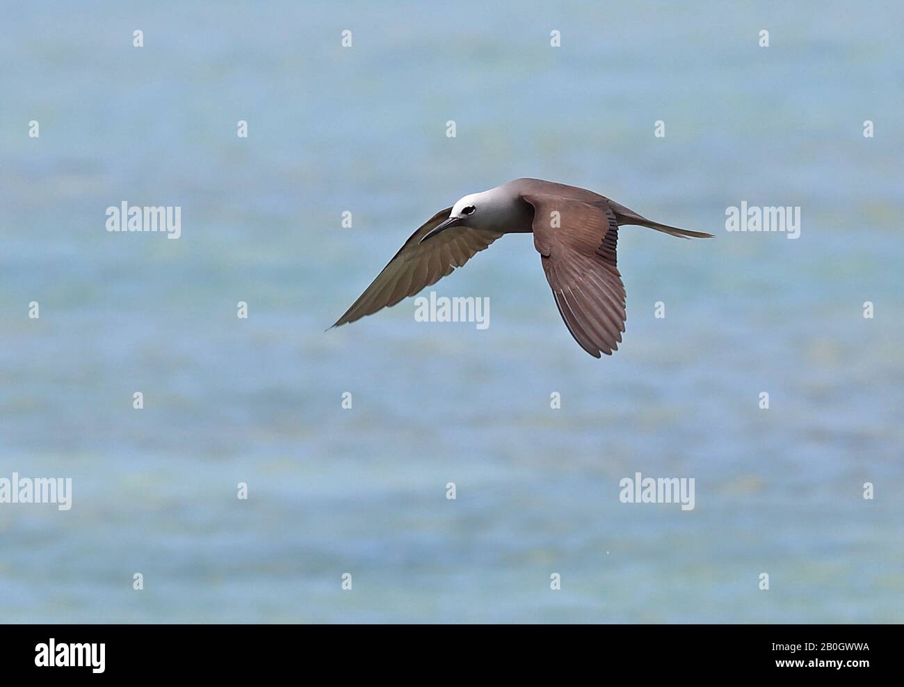 Lesser Noddy (Anous tenuirostris) adult in flight over the sea Ile aux ...